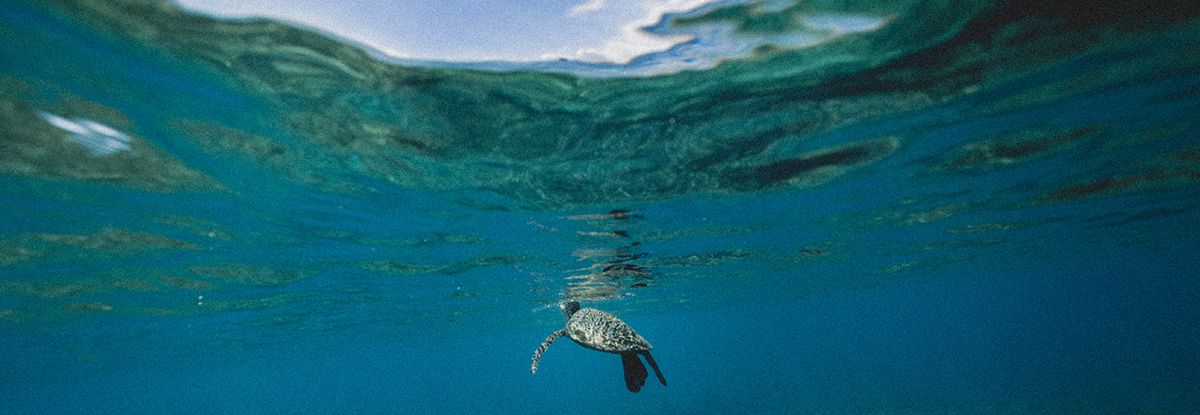 Fifth ocean found, highlighting plastic pollution problem - phade®